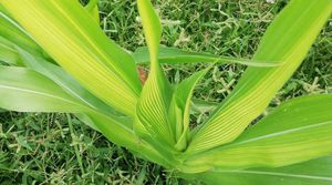 Iron Deficiency | Pests & Diseases