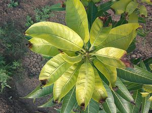 আয়রনের অভাবজনিত রোগ | বালাই এবং রোগ