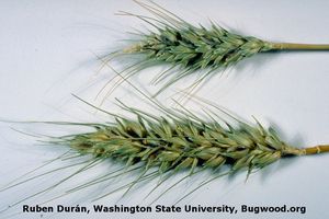 Karnal Bunt of Wheat | Pests & Diseases