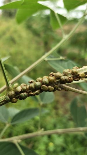 Kudzu Bug | Pests & Diseases