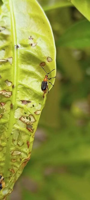 Leaf-cutting Weevil | Pests & Diseases