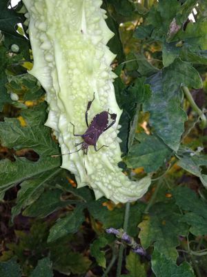 Wadudu Mguu-jani | Wadudu & Magonjwa