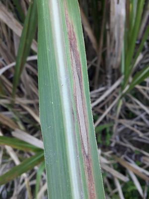 Leaf Scorch of Sugarcane | Pests & Diseases