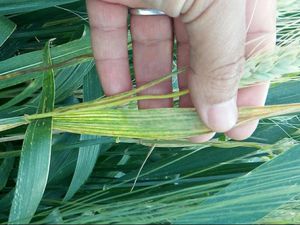 Leaf Stripe of Barley | Pests & Diseases