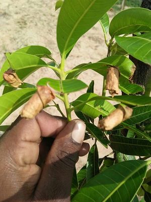 Leaf Twisting Weevil | Pests & Diseases