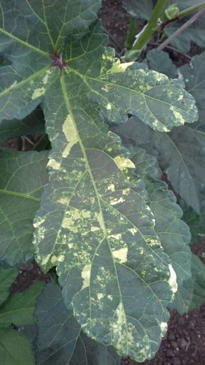 Leaf Variegation | Pests & Diseases
