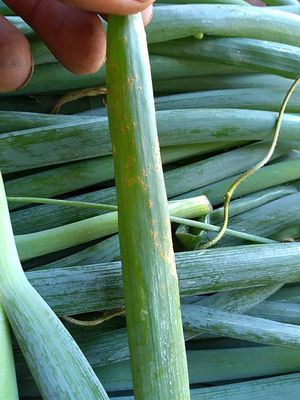 Rouille du Poireau | Ravageurs & Maladies