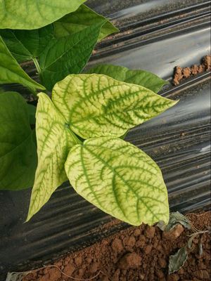 Magnesium Deficiency | Pests & Diseases