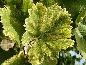 Carence en Magnésium | Ravageurs & Maladies