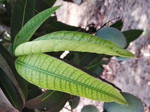 Magnesium Deficiency | Pests & Diseases