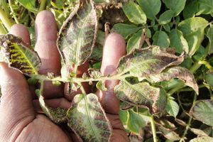 Deficiência de magnésio | Pragas e Doenças