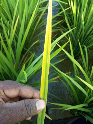 Kekurangan Magnesium | Hama & Penyakit