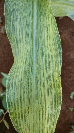 Maize Leaf Streak Virus | Plant Disease Library