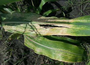 Necrosis Letal del Maíz | Plagas y enfermedades