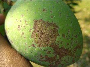 Mango Scab | Pests & Diseases