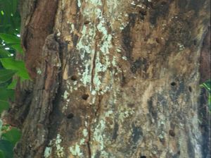 Mango Stem Borer | Pests & Diseases