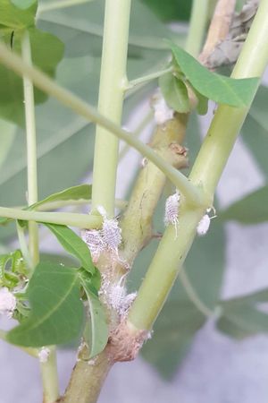 Mealybug | Pests & Diseases