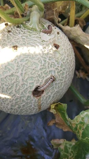 Mediterranean Brocade Moth | Pests & Diseases