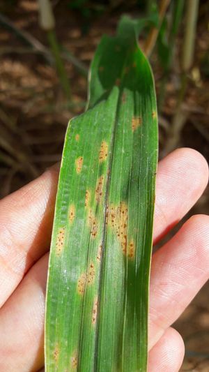 Millet Rust | Pests & Diseases
