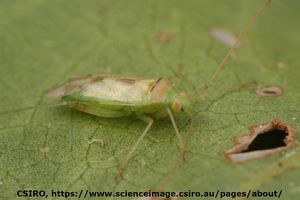 Mirid Bugs | Pests & Diseases