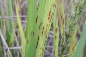 Narrow Brown Leaf Spot of Rice | Pests & Diseases