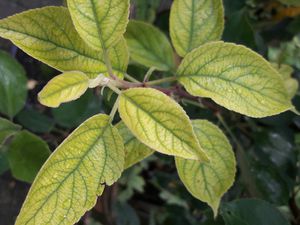 Nitrogen Deficiency | Pests & Diseases