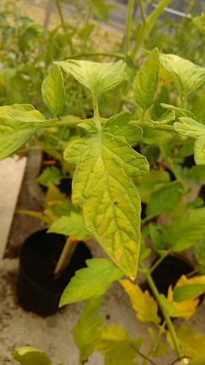 Nitrogen Deficiency | Pests & Diseases