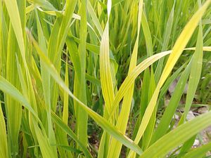 Deficiencia de nitrógeno | Plagas y enfermedades