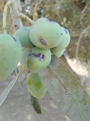 Olive Scale | Pests & Diseases