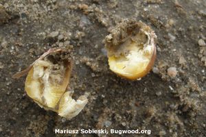 Onion Maggots | Pests & Diseases