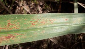Orange Rust of Sugarcane | Pests & Diseases