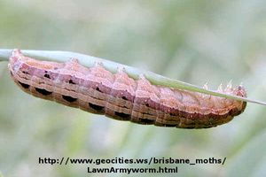 Paddy Swarming Caterpillar | Pests & Diseases