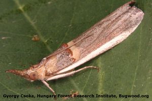 Pea Pod Borer | Pests & Diseases