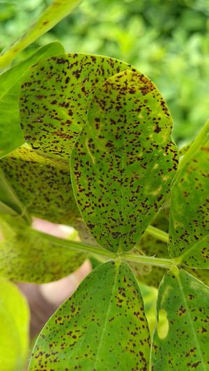 ଗୋଲମରିଚ ଦାଗ ଓ ପୋଡା | ପୋକ ଓ ରୋଗ