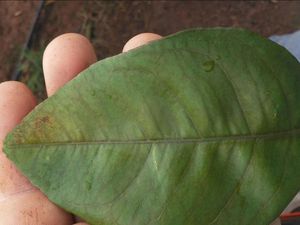 Phosphorus Deficiency | Pests & Diseases