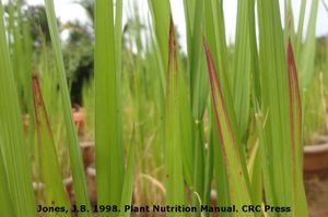 Phosphorus Deficiency in Rice | Plant Disease Library