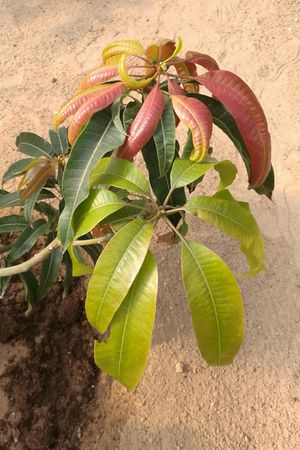 ਫਾਸਫੋਰਸ ਦੀ ਘਾਟ | ਕੀੜੇ ਅਤੇ ਬਿਮਾਰੀਆਂ