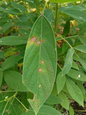 Phyllosticta Leaf Spot of Pigeonpea | Pests & Diseases