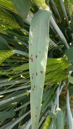Physiological Leaf Spot | Pests & Diseases