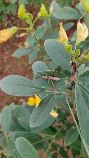 Pod Bug | Pests & Diseases