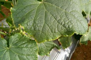 Potassium Deficiency | Pests & Diseases