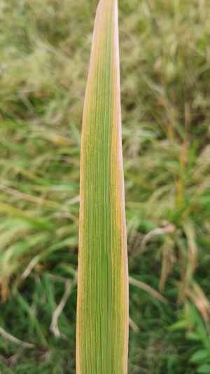 Potassium Deficiency in Rice | Plant Disease Library