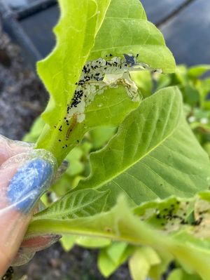 Polilla de la Papa | Plagas y enfermedades