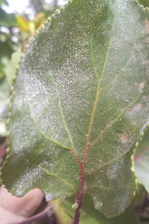 Embun Tepung | Hama & Penyakit