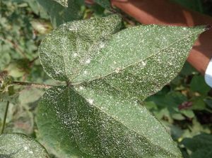 Powdery Mildew | Pests & Diseases