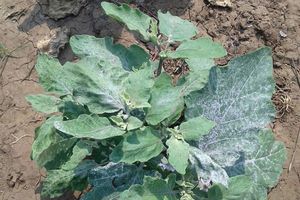 Embun Tepung | Hama & Penyakit