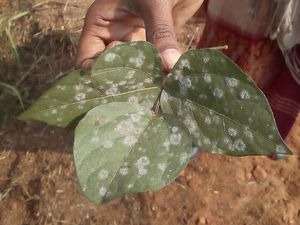 Embun Tepung | Hama & Penyakit