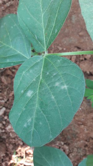 Powdery Mildew of Soybean | Pests & Diseases
