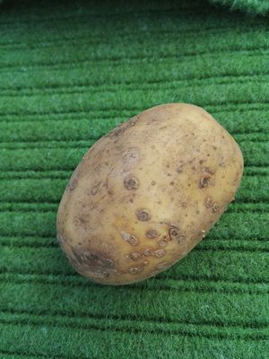 Powdery Scab | Pests & Diseases