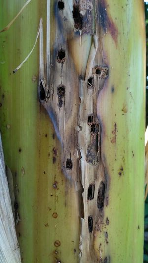 Gorgulho do Pseudocaule | Pragas e Doenças